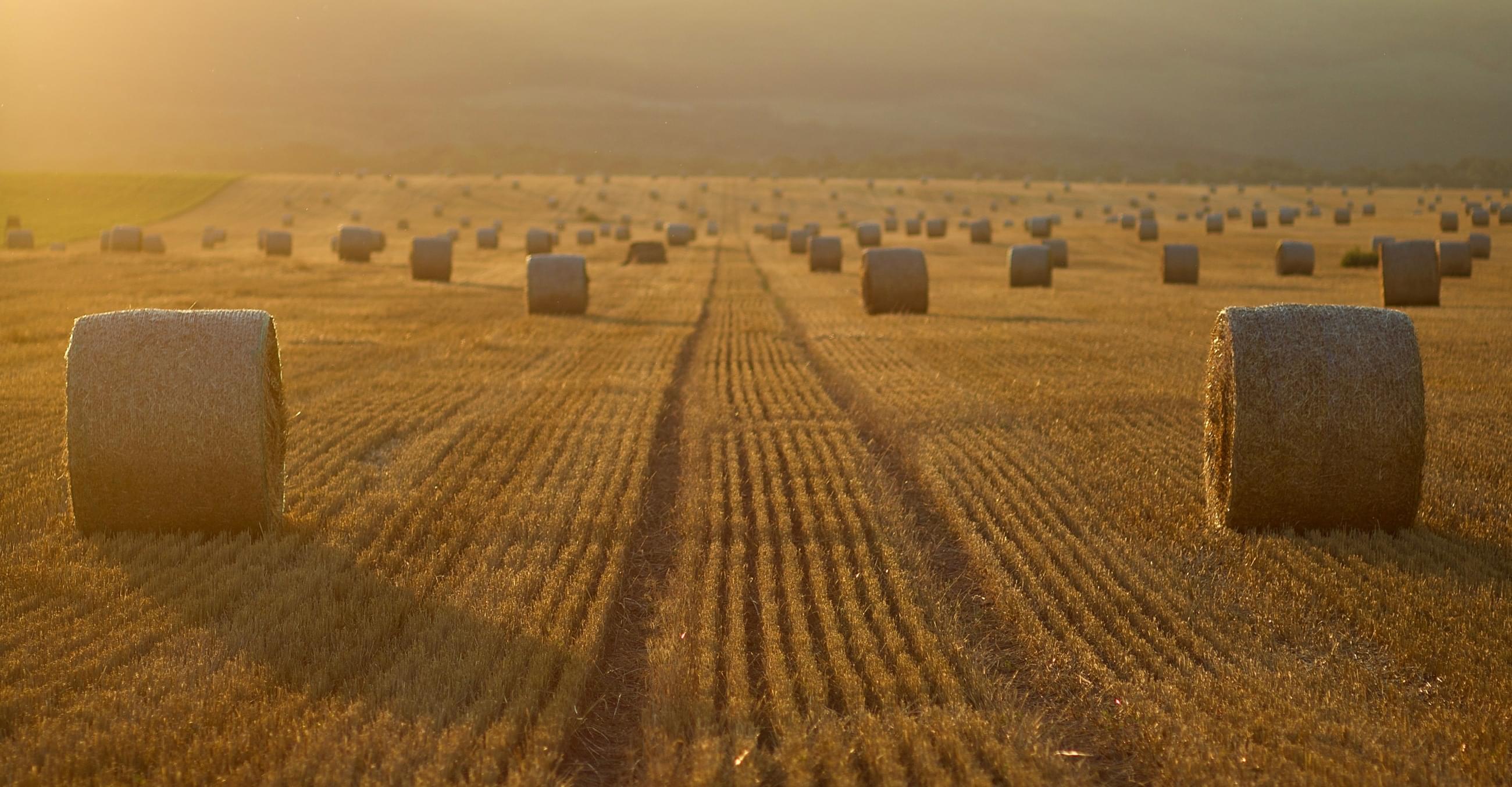 The method of seed coating